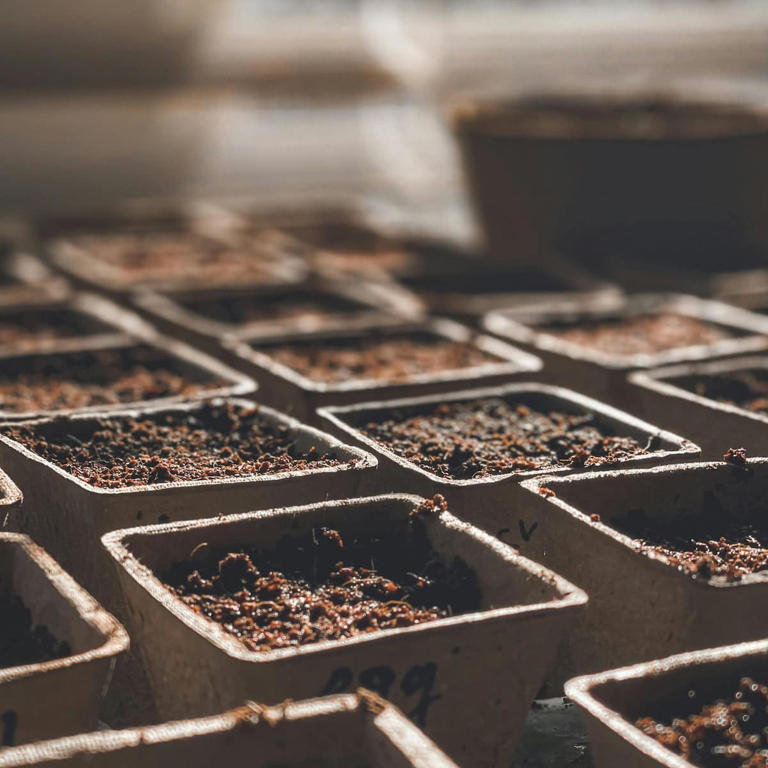 Why Aren't My Seeds Sprouting? Troubleshooting Seed Germination Problems