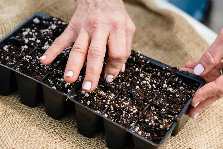 Why Aren't My Seeds Sprouting? Troubleshooting Seed Germination Problems