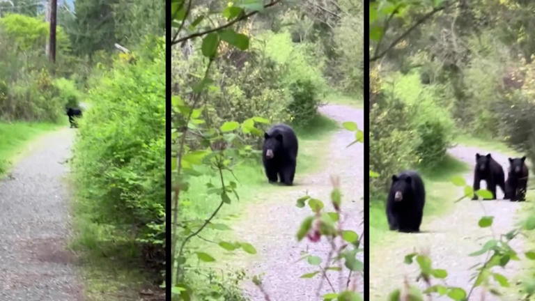Watch: Hiker’s close call with black bear family on Issaquah trail