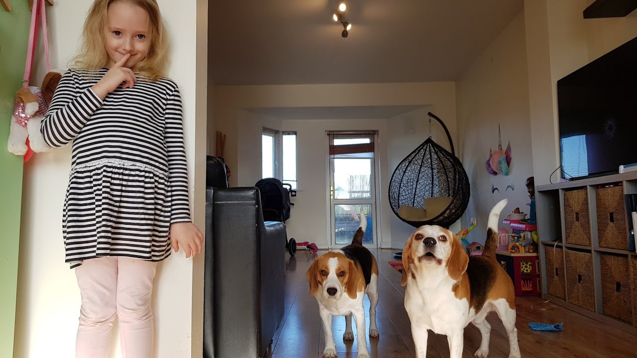 Hide and seek with injured dogs is adorable child play