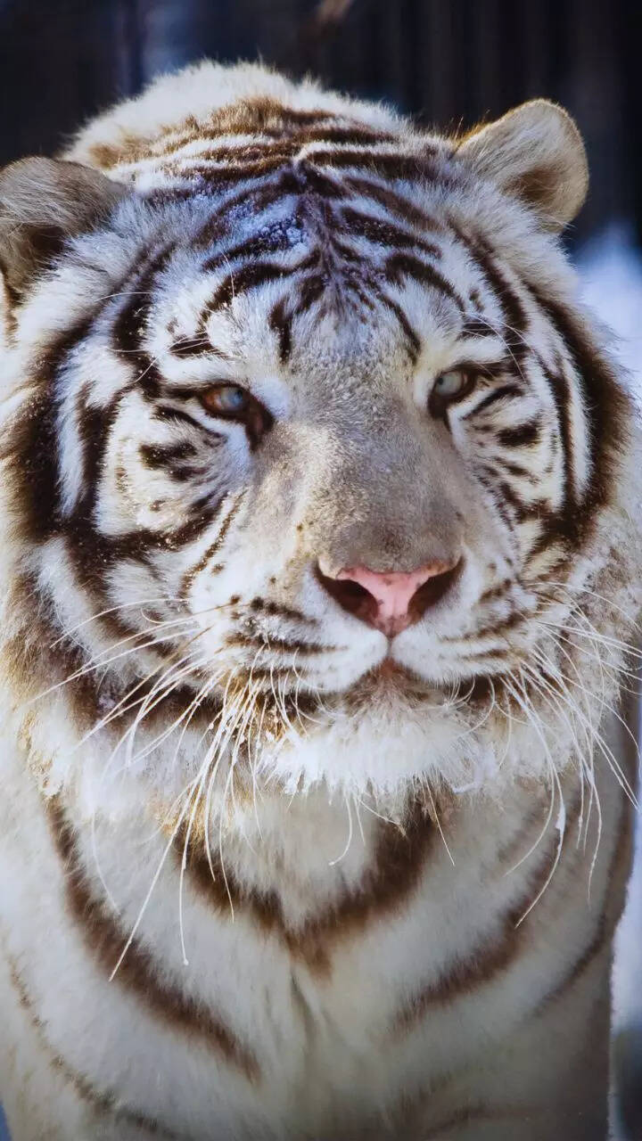 White tiger wonders: 8 Indian zoos you must visit with kids