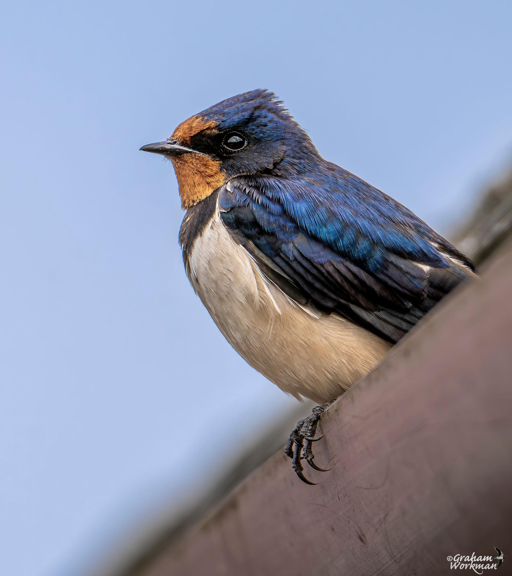 Graham Workman column: back home safe and sound