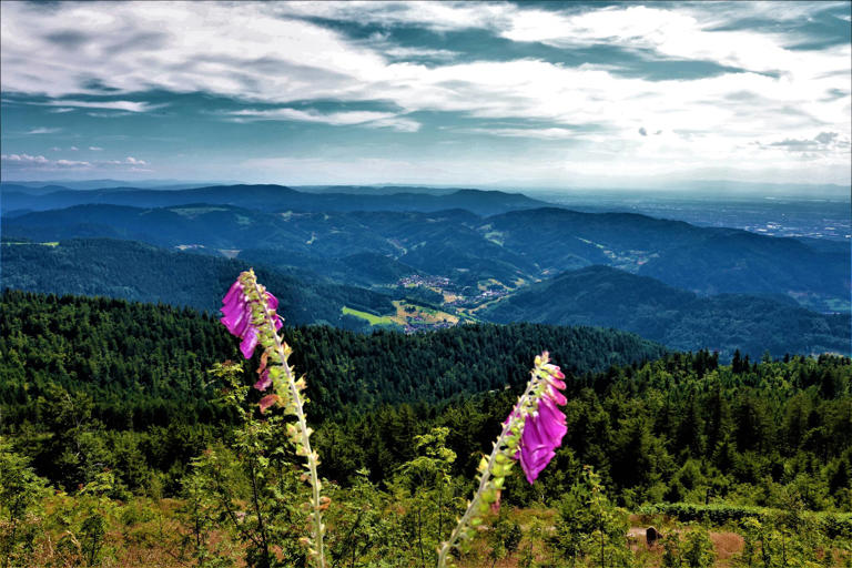 Plans unveiled for almost 100 new family homes in ‘sought-after ...