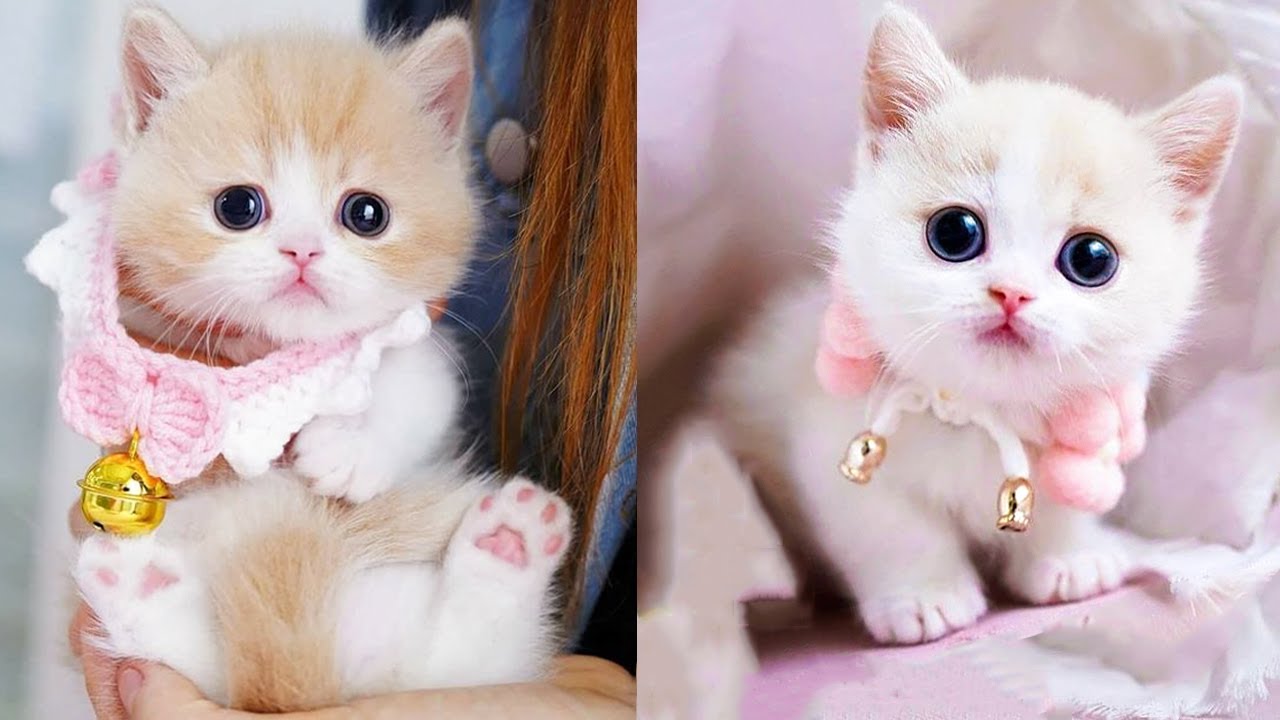 Funny Cat Expressions That Will Brighten Your Mood |funny animal video|