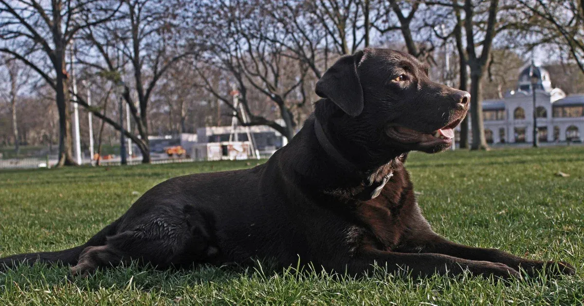 Egy barna labrador, Kutyika Kutyi lesz a Kutyapárt miniszterelnök-jelöltje