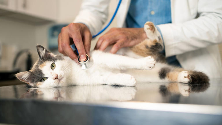 'People forget pets are luxury items': Vet uses NHS comparison to hit ...