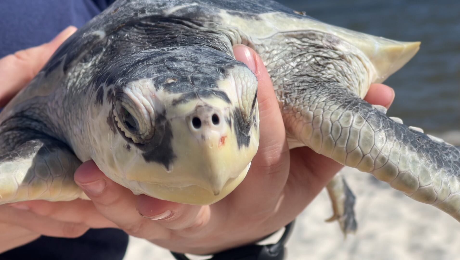 Mississippi Aquarium releases 10 endangered turtles into Mississippi Sound