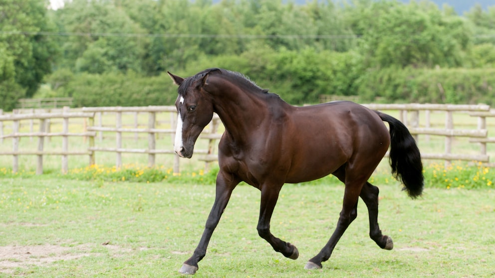Darum ist das Borna-Virus für Pferde so gefährlich