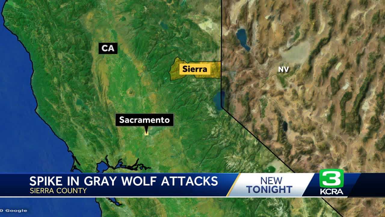 Sierra Valley ranchers concerned amid rising gray wolf attacks