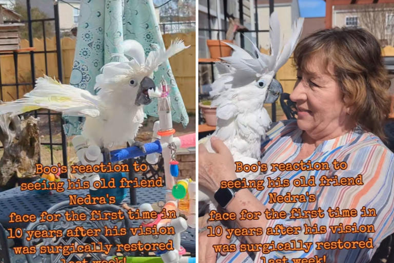 Cockatoo Blind for 10 Years Sees Owner After Surgery, Reaction Is Priceless