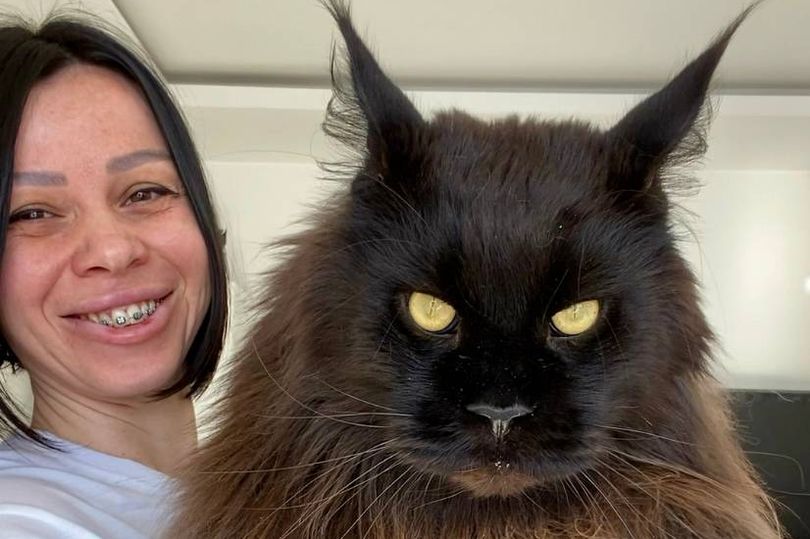 'Majestic' 28lb cat called Zeus is 4ft 3in, eats raw meat but is a ...