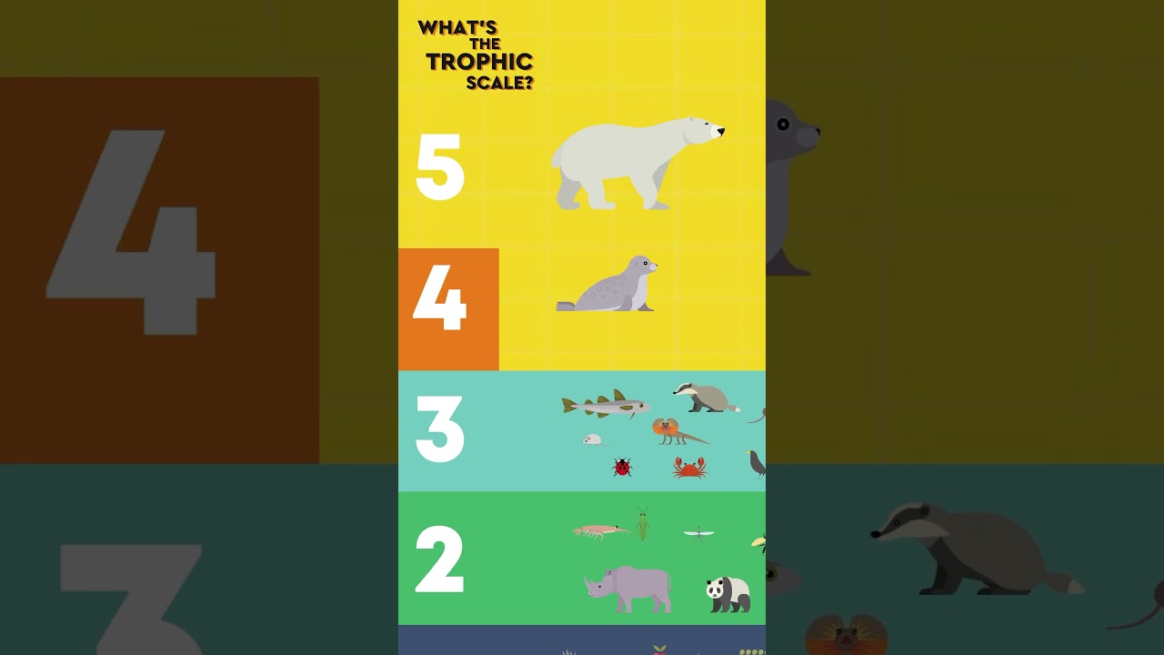 Explore the order of the food chain and its trophic levels