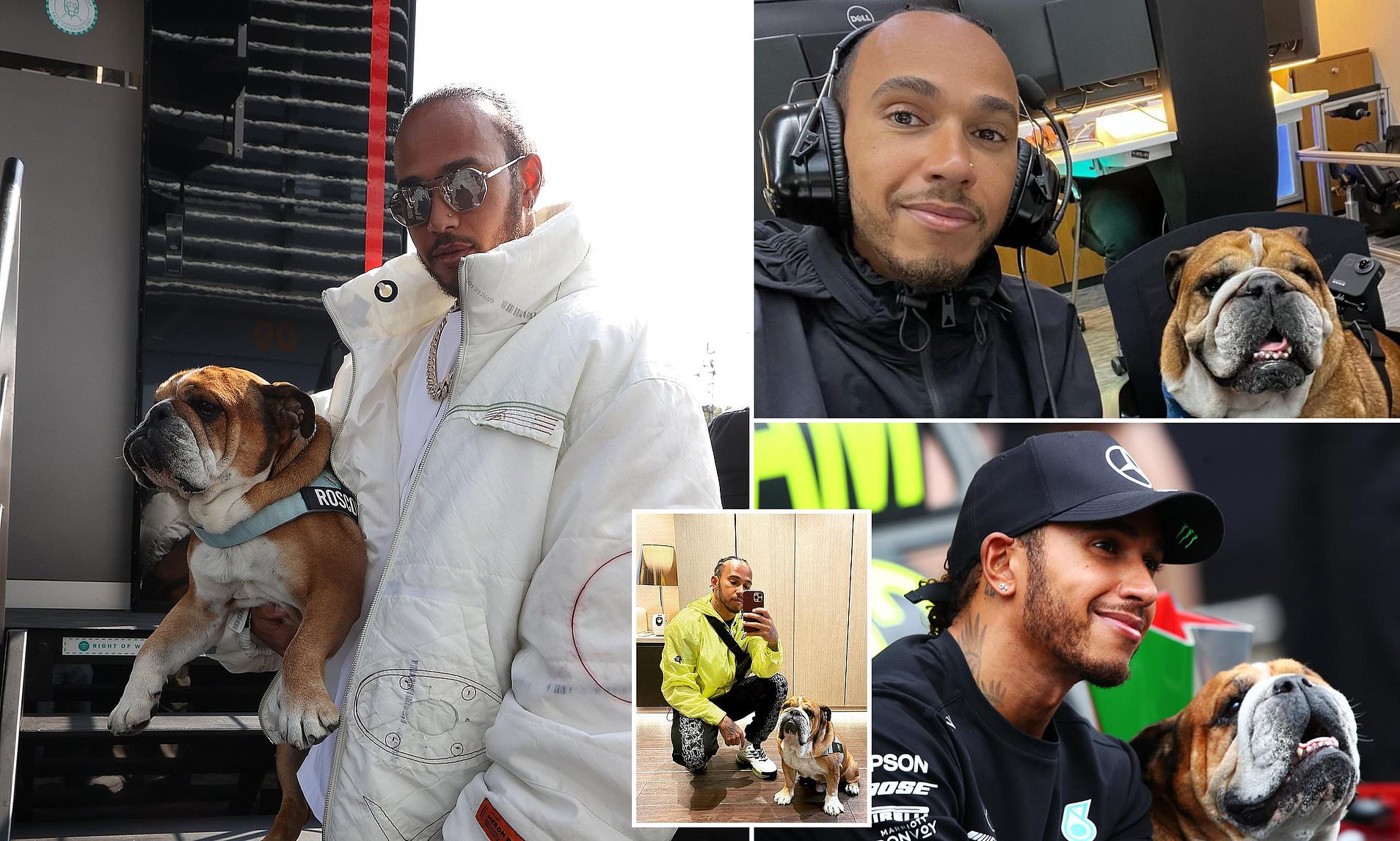 Dog trainer provides health update on Lewis Hamilton's beloved pet ...
