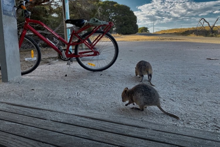 Life Lessons With Quokkas on Rottnest Island in Western Australia