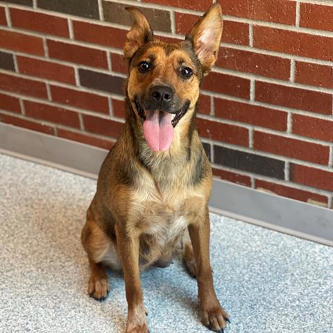 Meet Jolly Rancher, Banks and others at OKC-area animal shelters