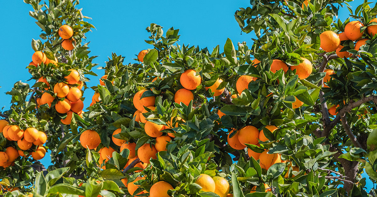 11 Things You Can Do For Your Citrus Trees To Produce More Fruit
