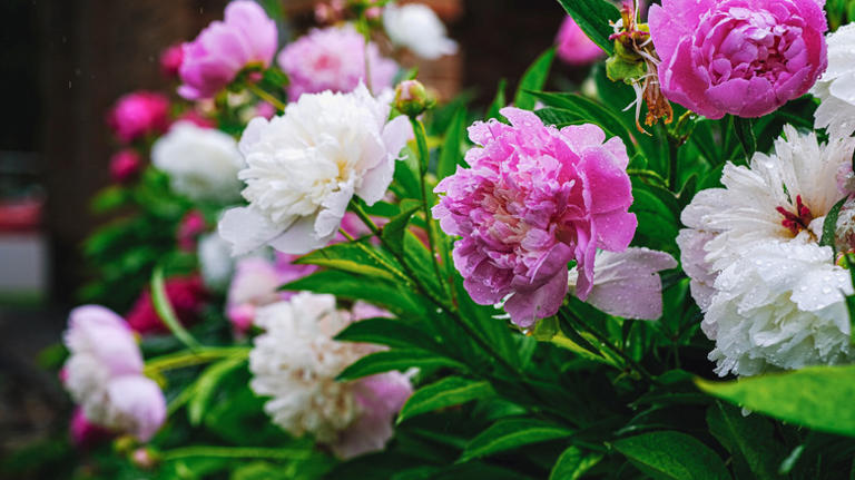 The Spacing Mistake You Should Avoid At All Costs When Planting Peonies