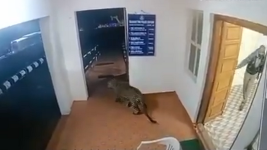 Caught on camera: Leopard takes a tour of police station, cop’s calm reaction earns praise