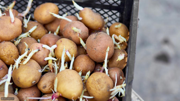 Sprouted Potatoes: Are They Safe, Fun, or Just Freaky?