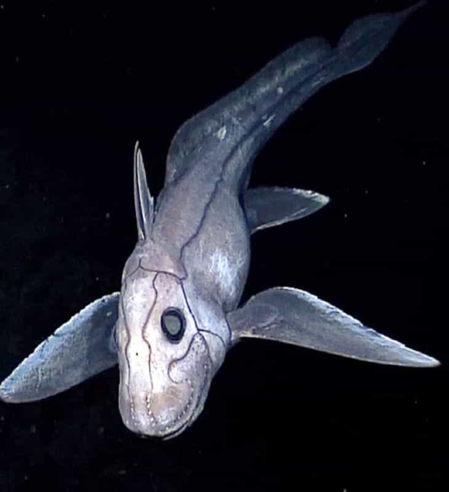 Prehistoric animals that still roam the Earth