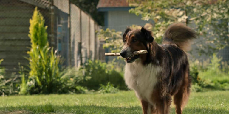 Is Rescued by Ruby a True Story?