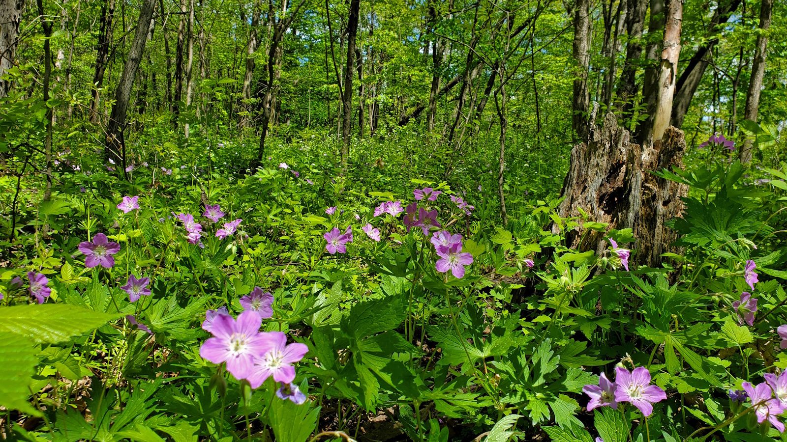 How to grow wild geranium – for a hardy flowering perennial that will ...