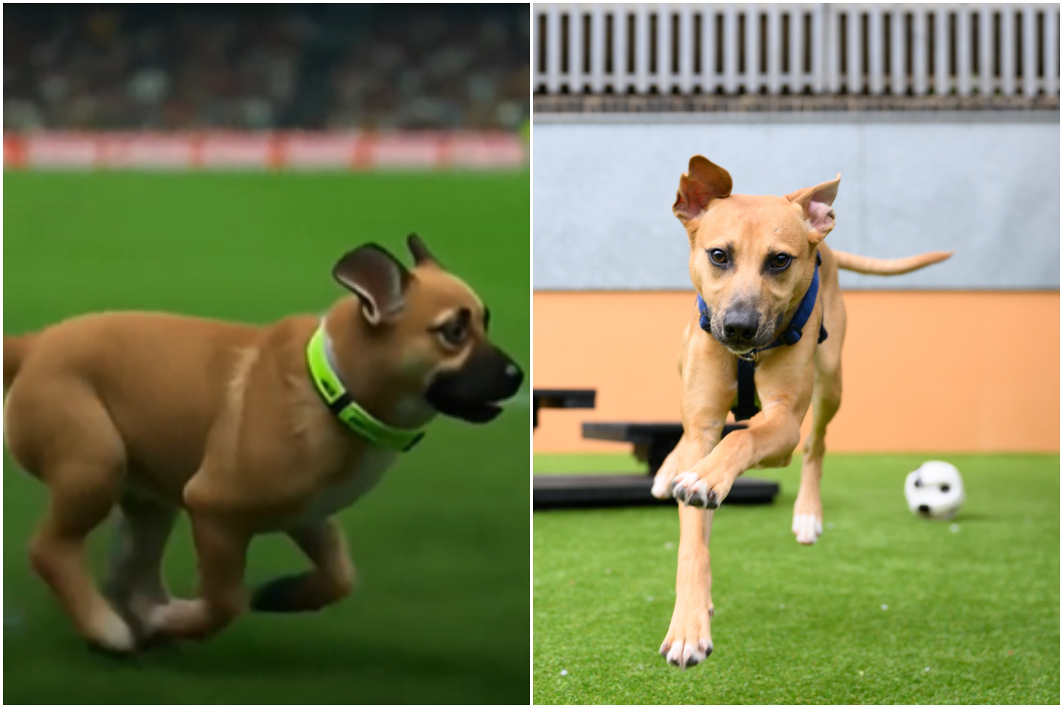Watch as Battersea rescue mutts stage pitch invasion in live video game
