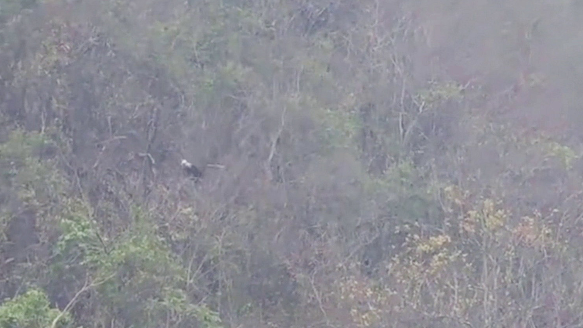 Langur monkey swiftly swings down massive cliff in daring descent