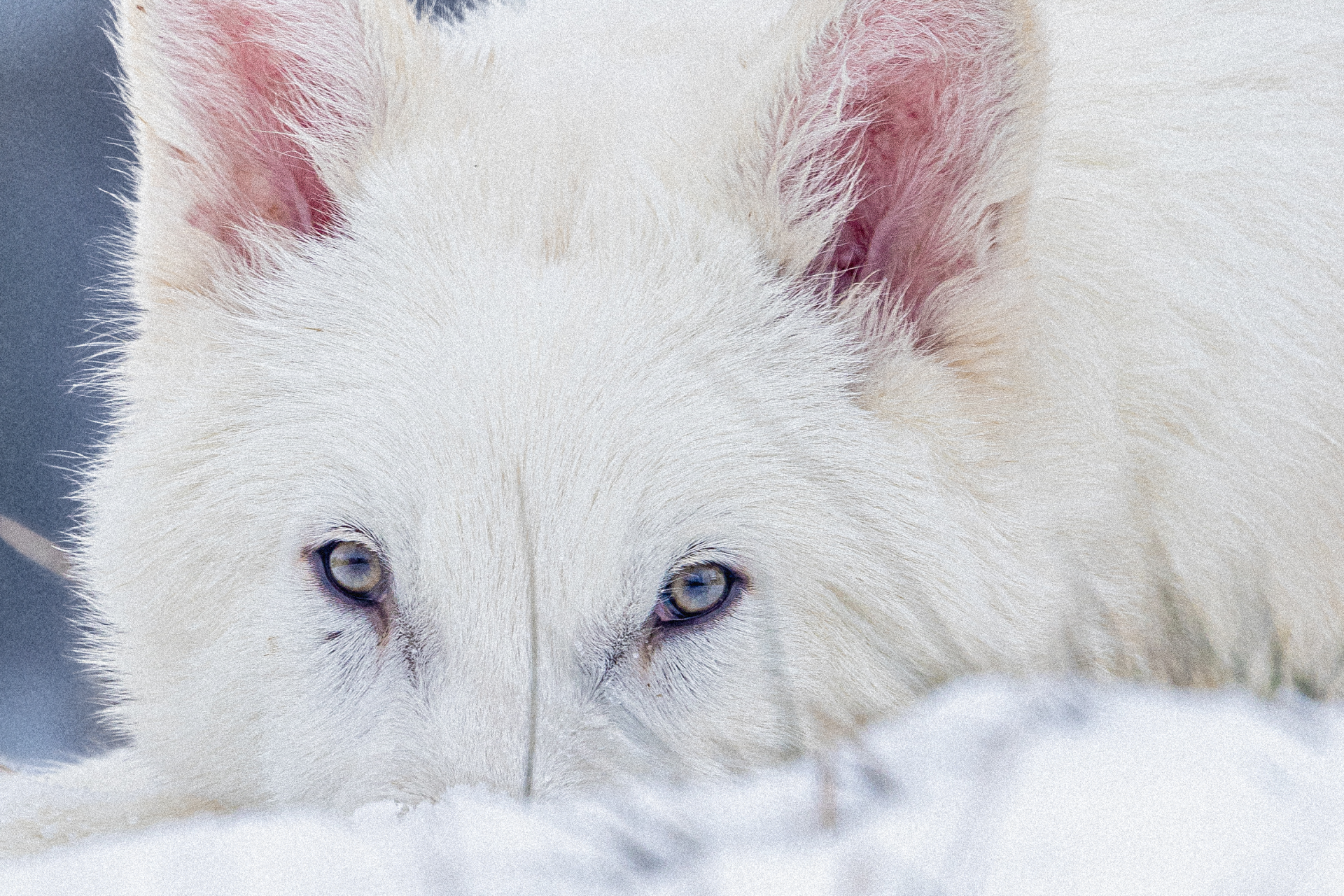 Labor erschafft ein Tier, das einem vor 10.000 Jahren ausgestorbenen ...