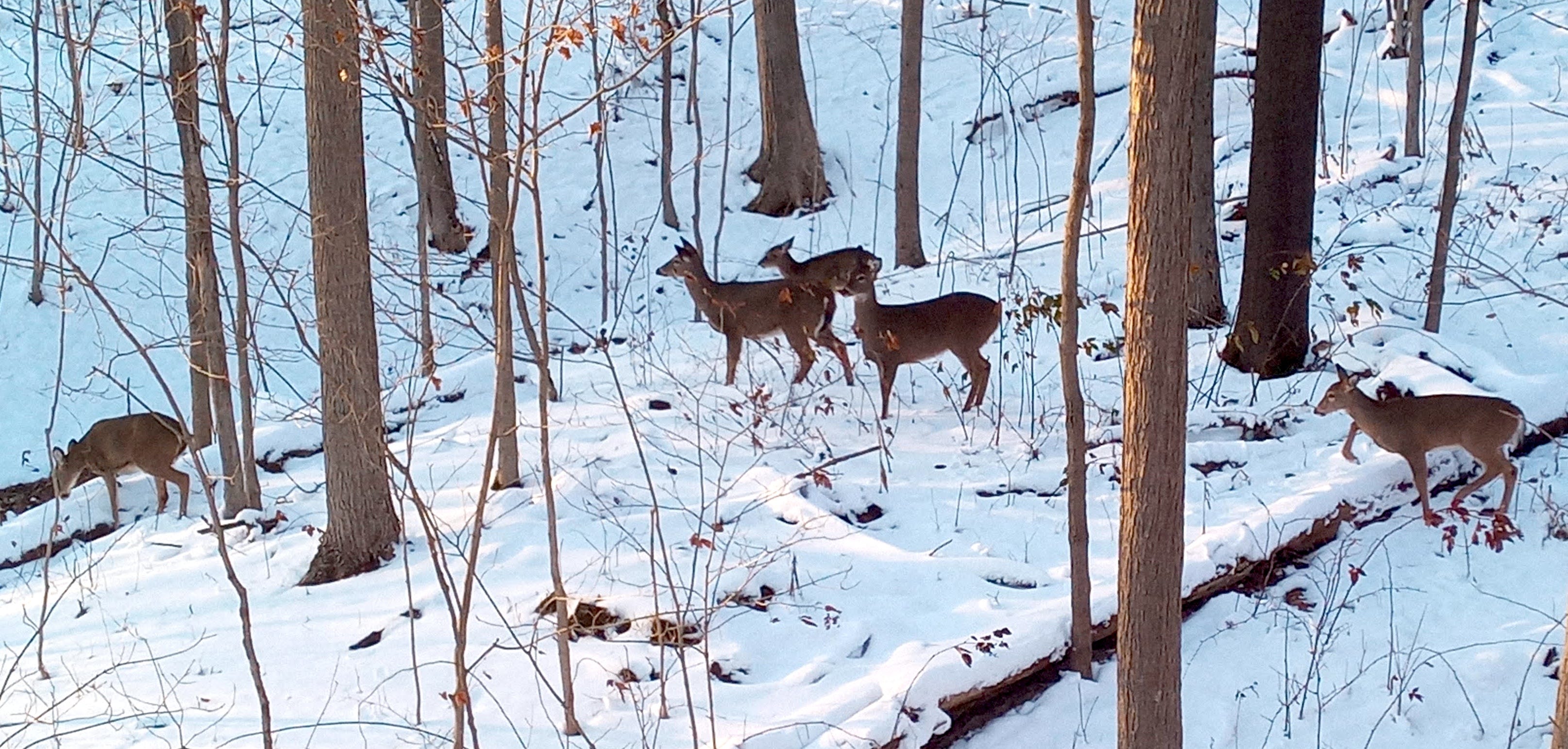 Details for Pa.'s new Certified Hunter Program include proficiency test ...