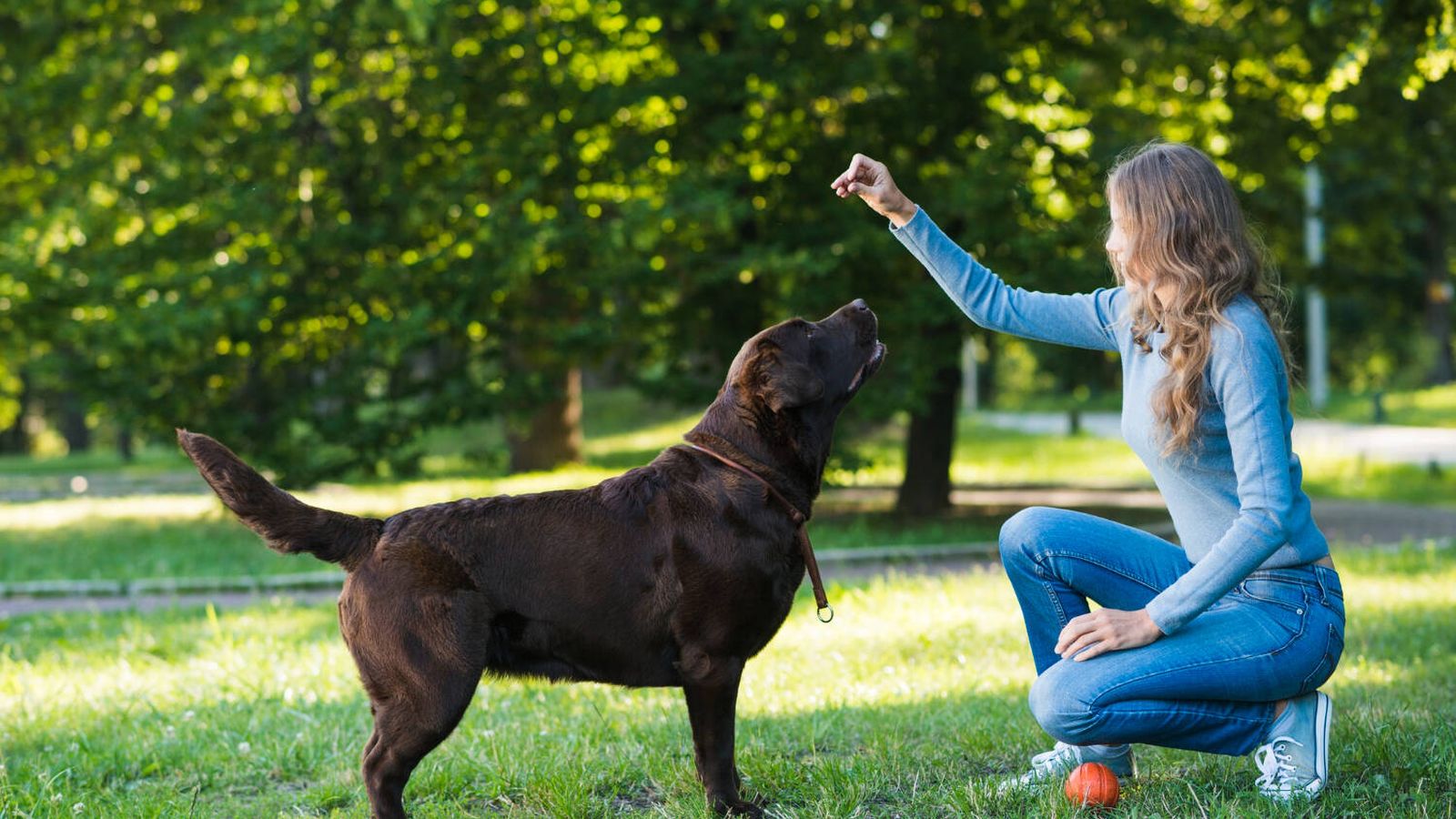 El sencillo truco para entrenar a tu perro para que sea más obediente y ...