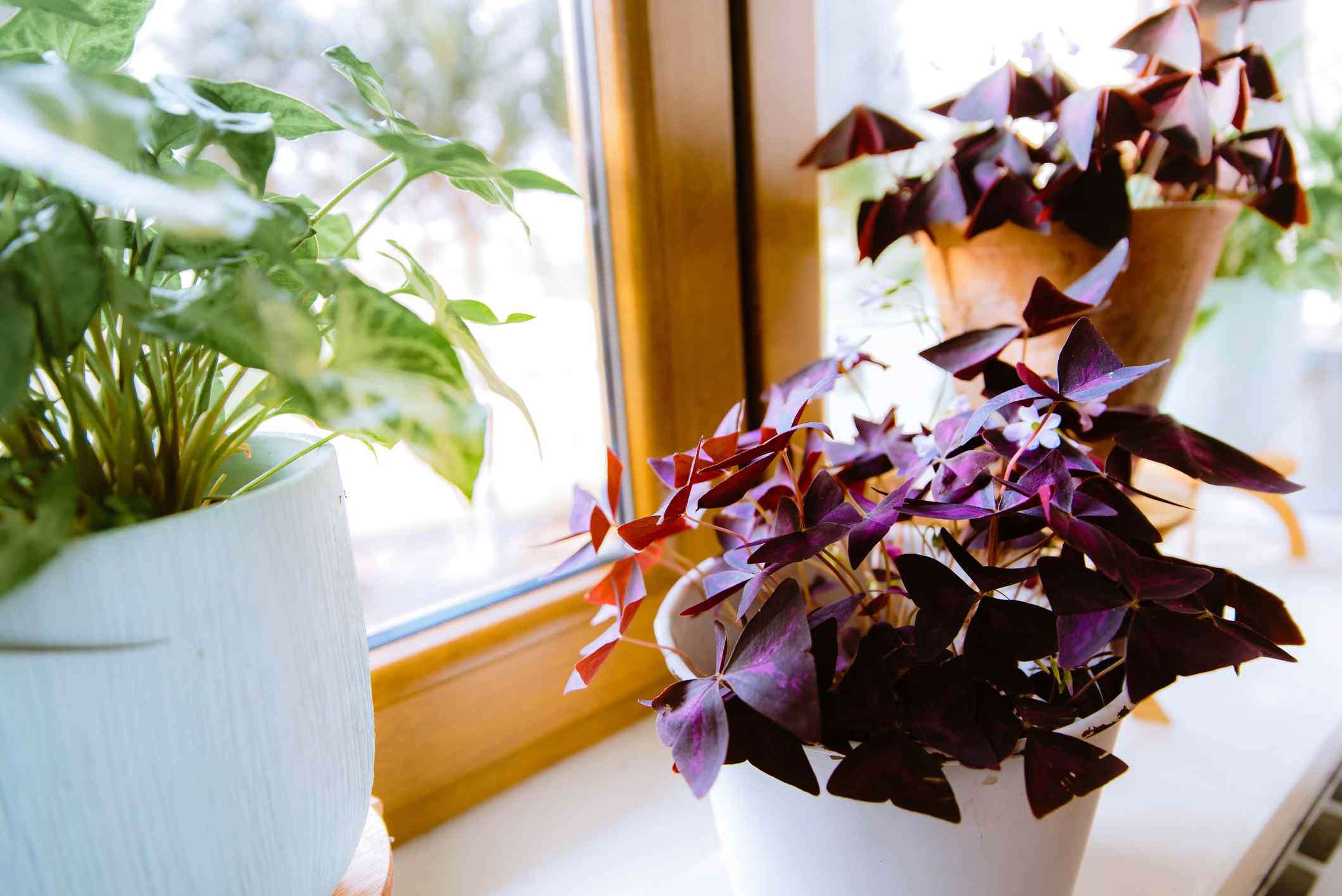 Can You Use Garden Soil for Indoor Plants? We Asked Gardeners and They ...