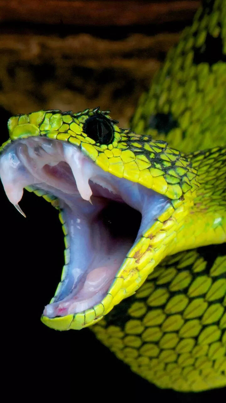 10 snakes with the most striking patterns