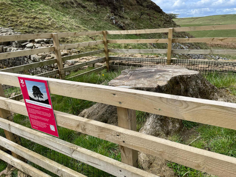 Sycamore Gap trial live: Friends filmed themselves chopping down iconic ...