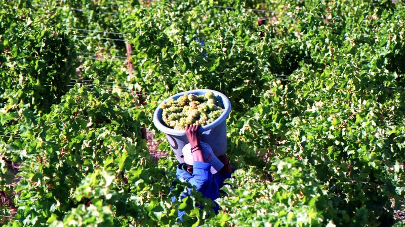 South Africa's agricultural exports to the US surge despite looming tariffs