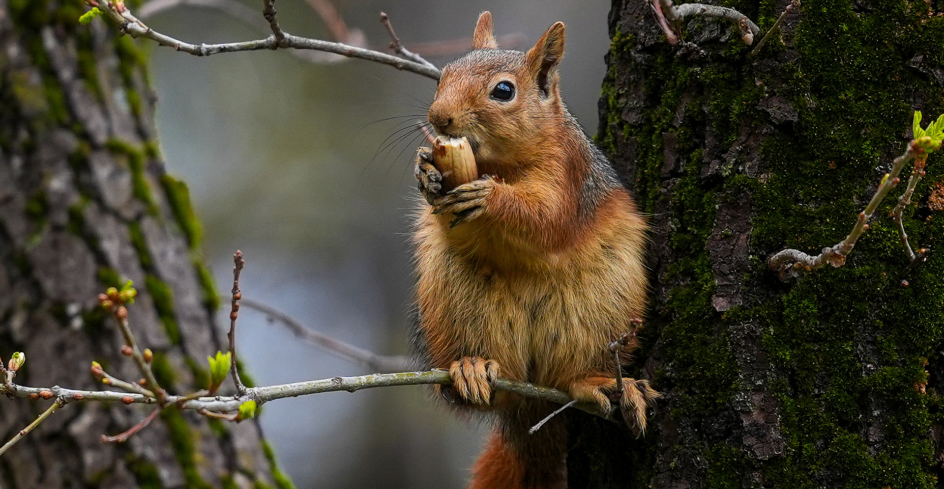 Animals that are thought to predict the weather