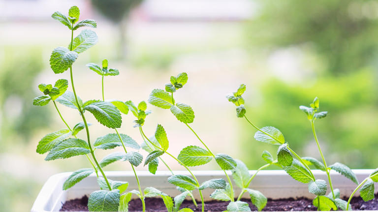 The Downside Of Growing Mint In Containers You Didn't Even Consider