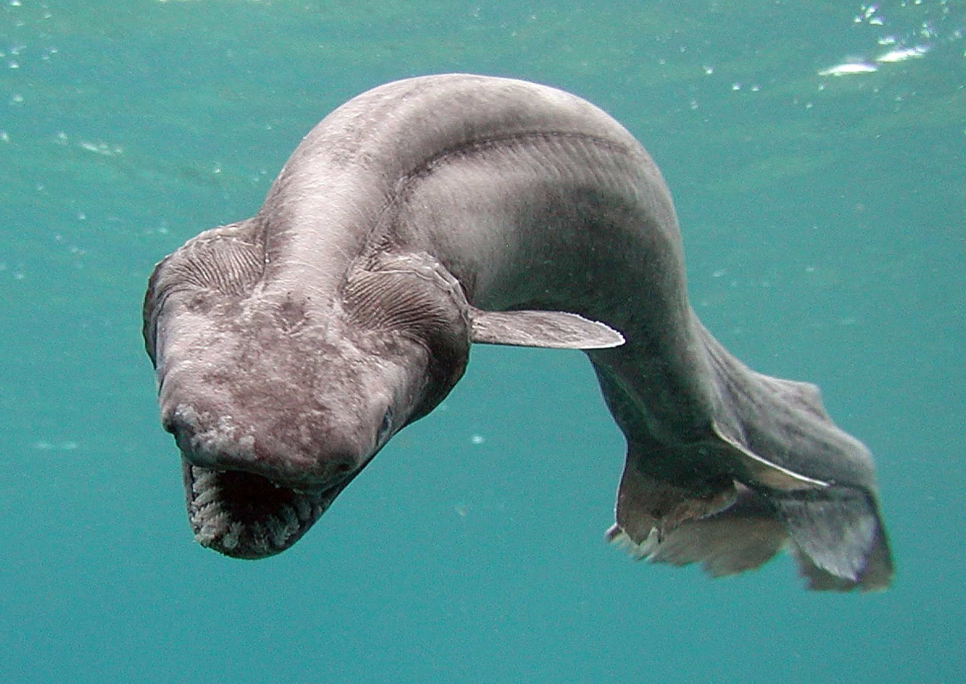 Prehistoric animals that still roam the Earth