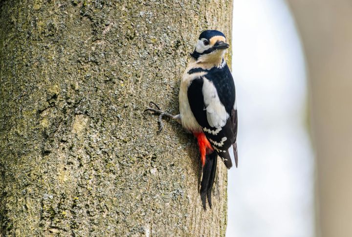 Inside The Secret Life Of Woodpeckers, Nature's Tiny Engineers
