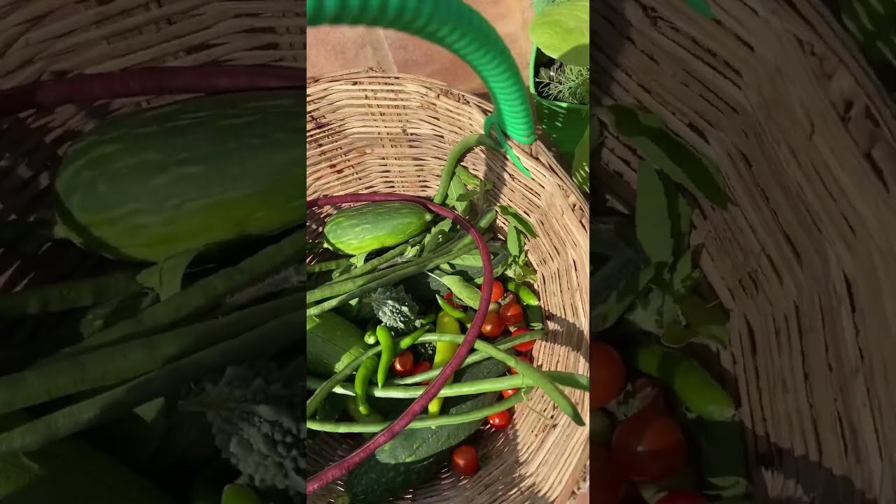 Chilli harvesting for spicy chutnuy #mygreenishnest #organicgardening # ...