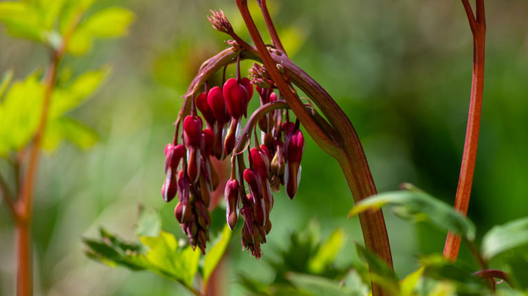 All The Reasons Why Your Bleeding Hearts Aren't Growing Or Blooming