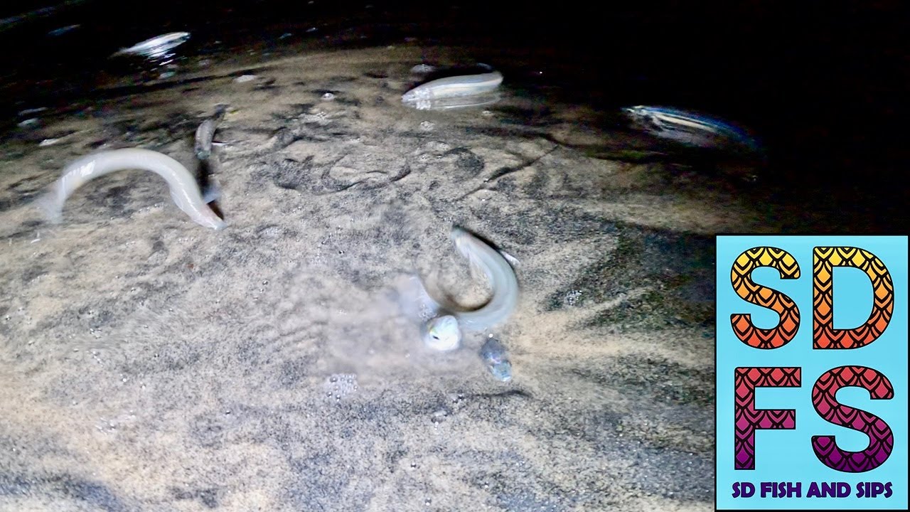 Grunion Run to Sculpin Spring Rolls: Catch and Cook Adventure in San Diego