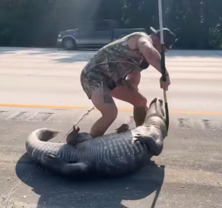 Only in Florida! Here's what we know about the barefoot alligator ...