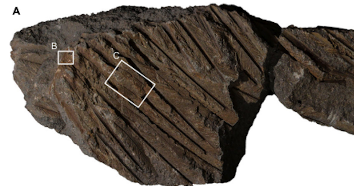 Astonishing Fossilization Process Has Preserved Microscopic Feather And ...