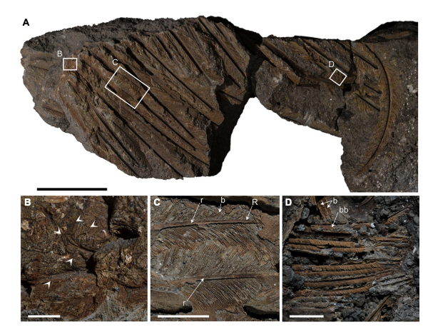 Astonishing Fossilization Process Has Preserved Microscopic Feather And ...