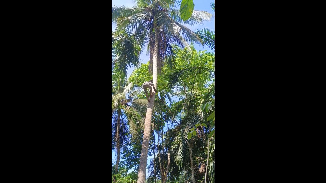 Agile youngster climbs coconut tree with the speed of a monkey