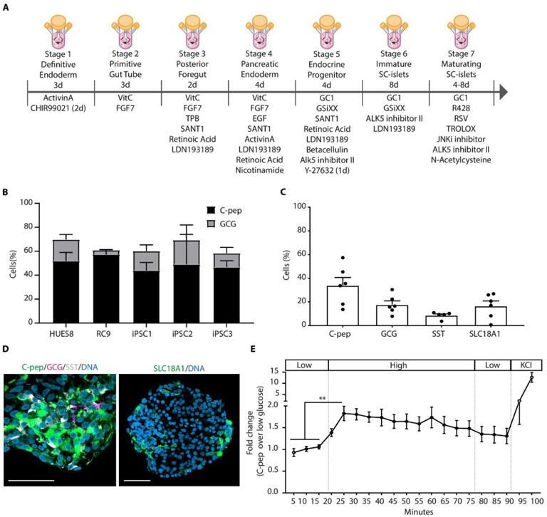 New technique protects 'architecture' of insulin-producing islet cells ...