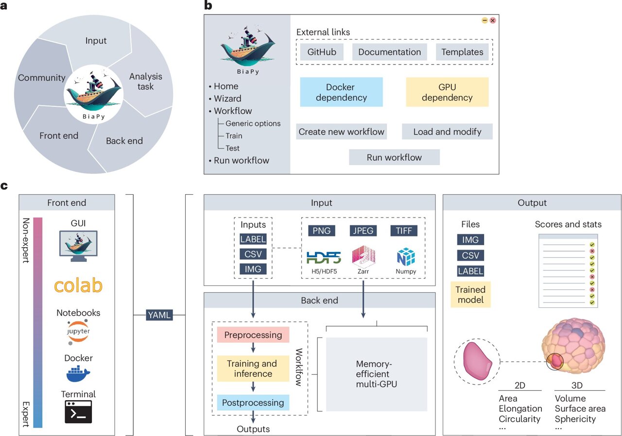 Open-access AI tool makes biomedical image analysis accessible to non ...