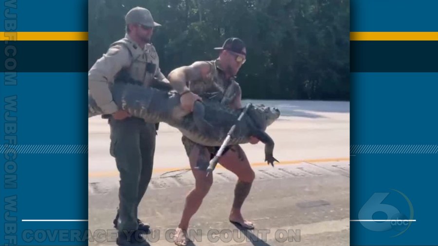 Barefoot man wrangles gator on Florida Hwy