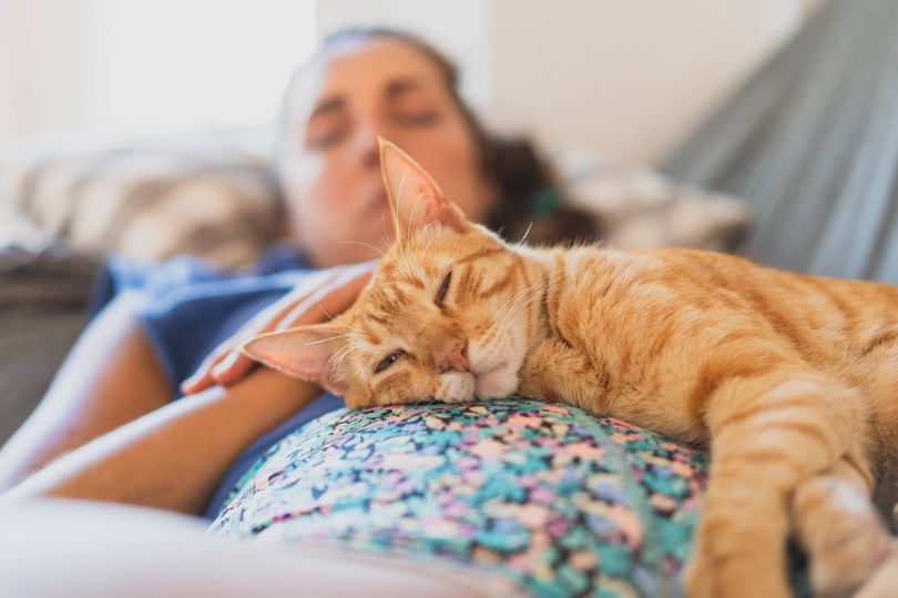 Adorable explanation for why cats nap on you – it’s not only because ...